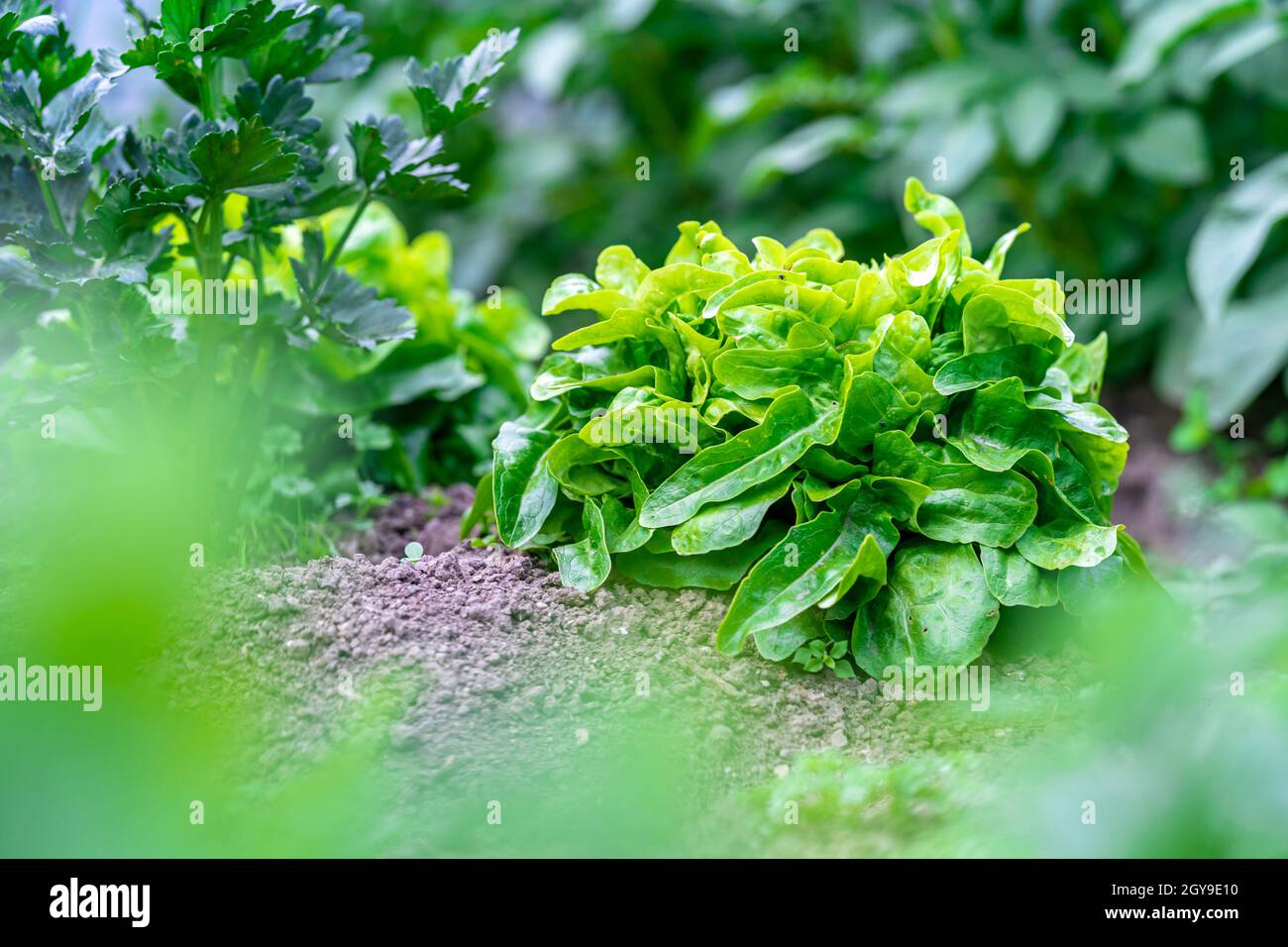 fresh green arugula plant in the garden Stock Photo - Alamy