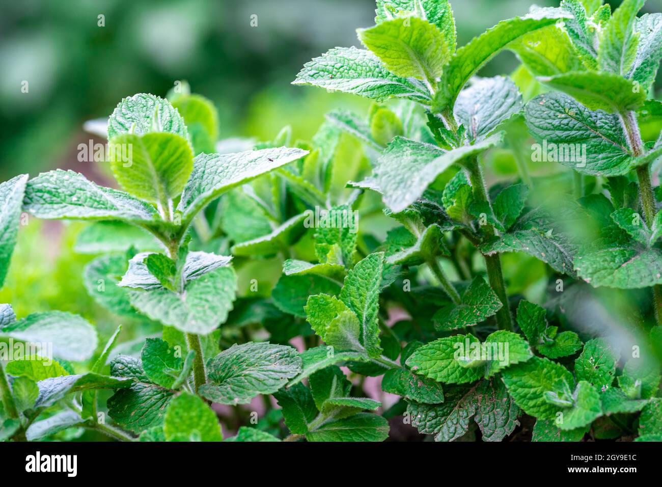 peppermint in the garden of a family house Stock Photo - Alamy