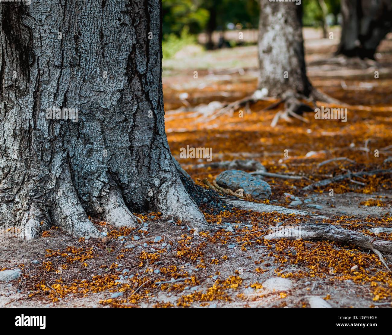 Selective focus Complex above ground root system of a tree surrounded ...