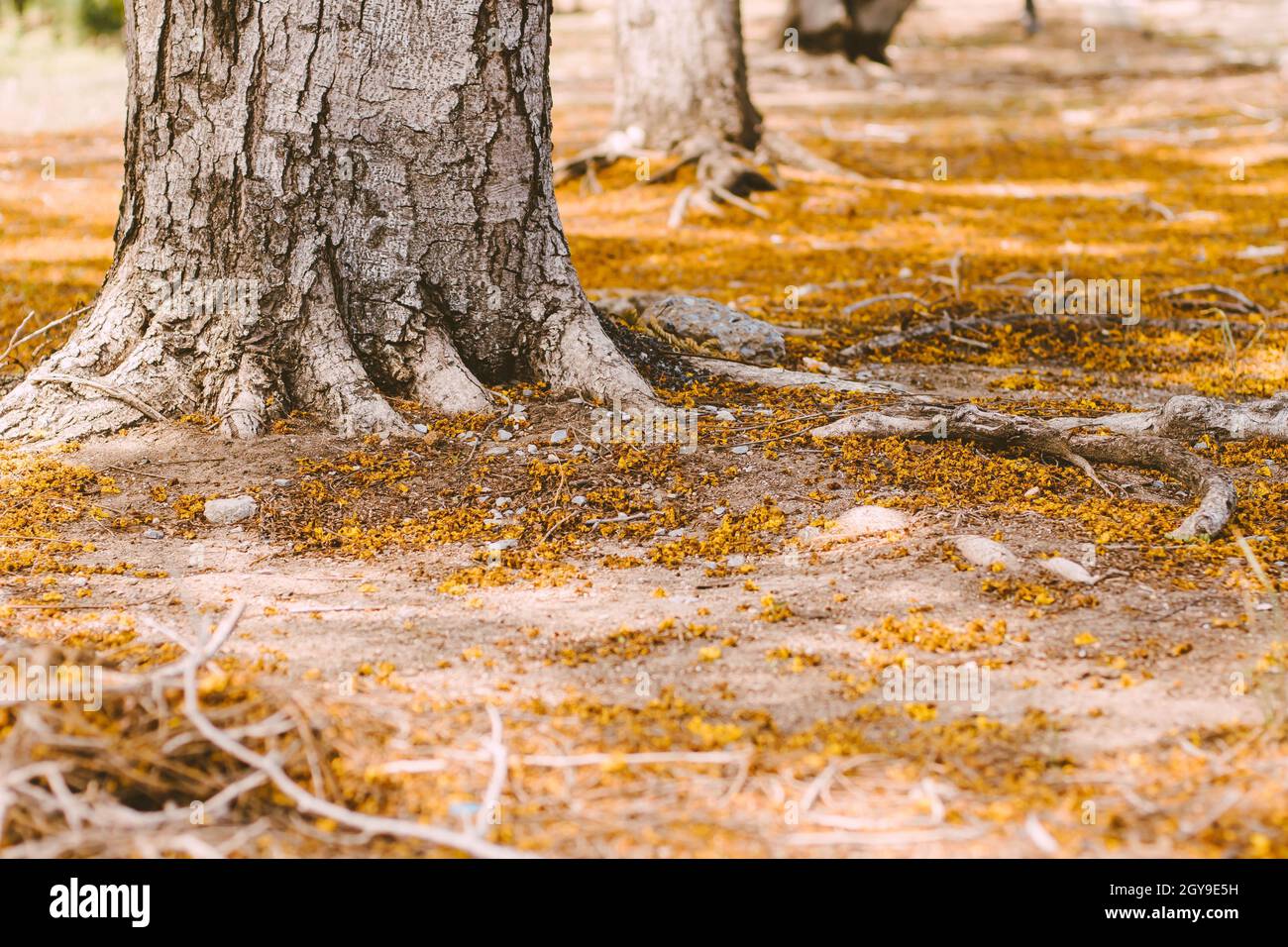 Selective focus Complex above ground root system of a tree surrounded ...