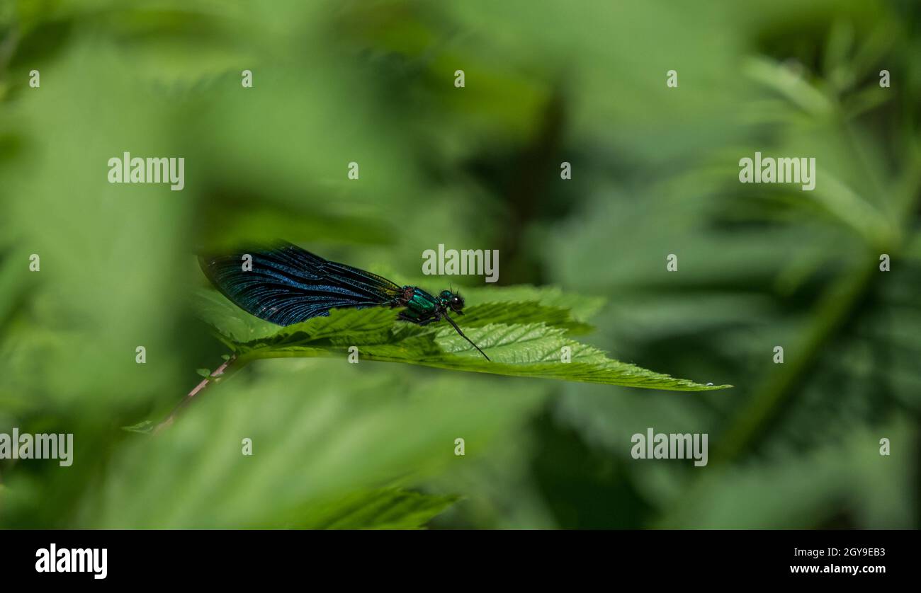 A blue-winged dragonfly on a leaf at summer in saarland, copy space ...