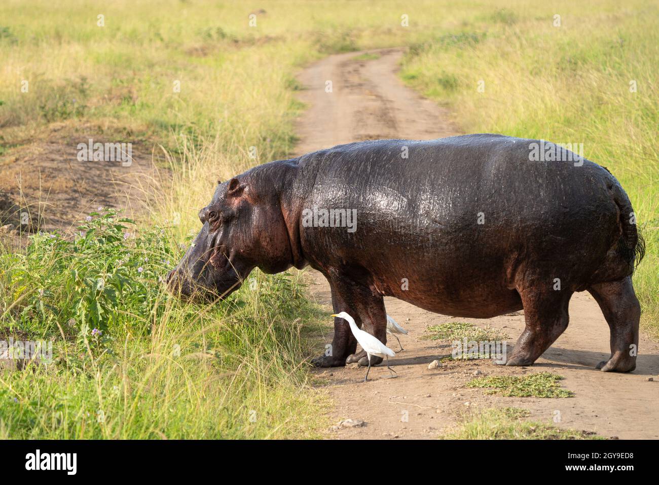 Hippo (Hippopotamus amphibius), Queen Elizabeth National Park, Uganda ...