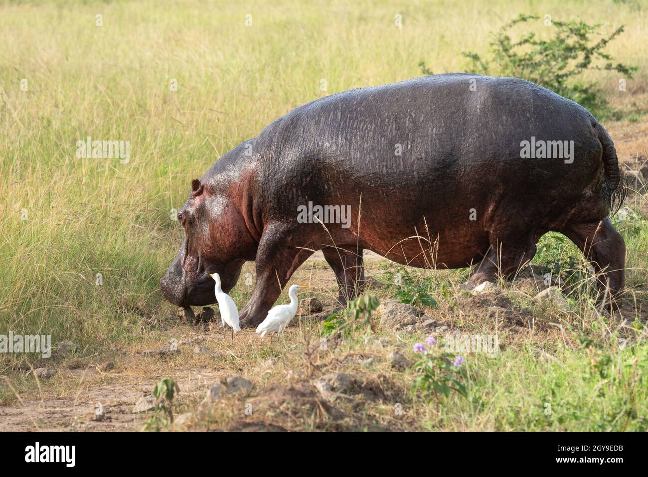 Hippo (Hippopotamus amphibius), Queen Elizabeth National Park, Uganda ...