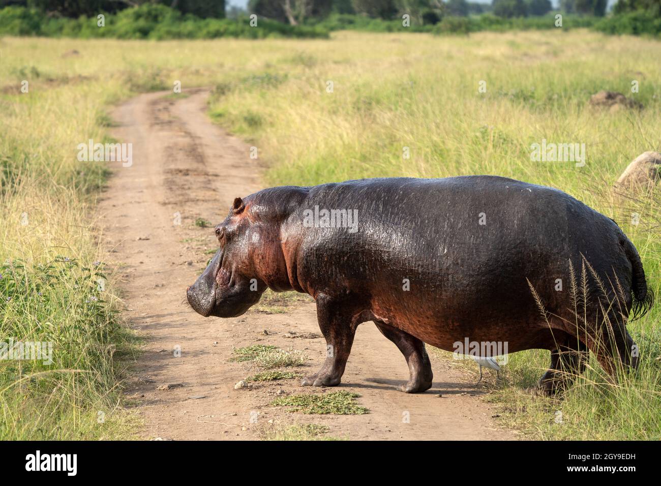 Hippo (Hippopotamus amphibius), Queen Elizabeth National Park, Uganda ...
