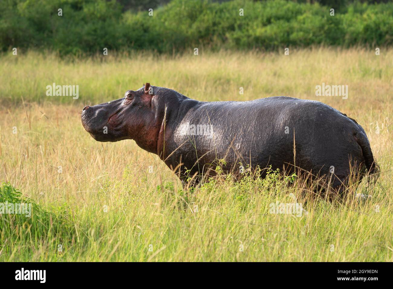 Hippo (Hippopotamus amphibius), Queen Elizabeth National Park, Uganda ...