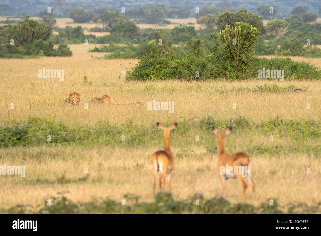 Panoramic landscape of Queen Elizabeth National Park with pride of ...