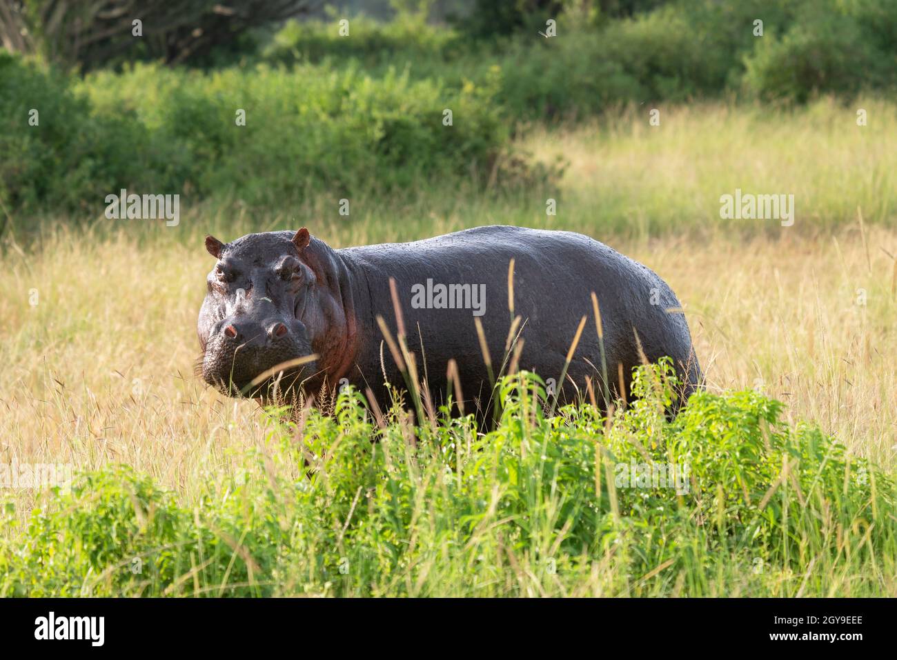 Hippo (Hippopotamus amphibius), Queen Elizabeth National Park, Uganda ...
