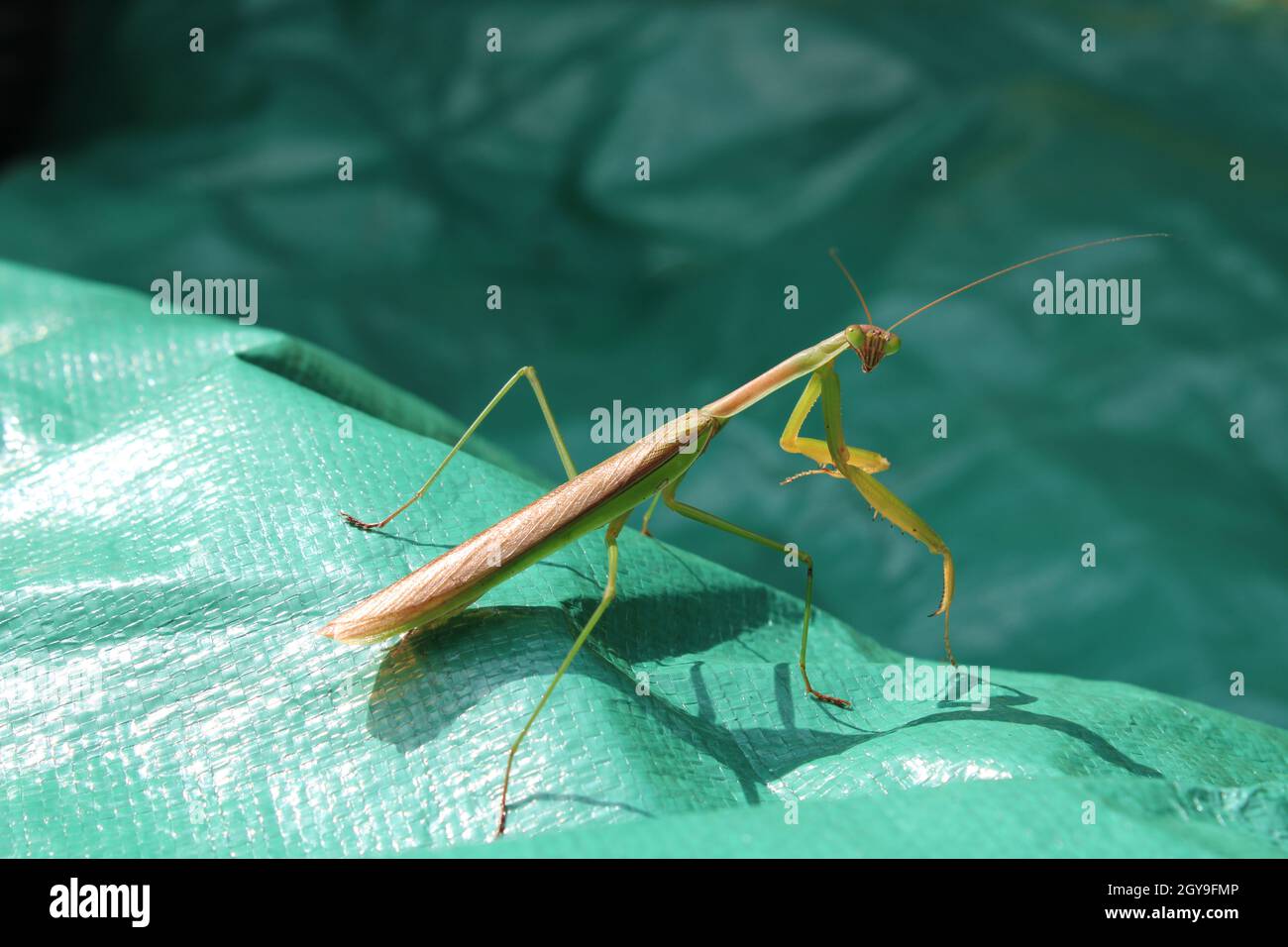 Chinese praying mantis hi-res stock photography and images - Alamy