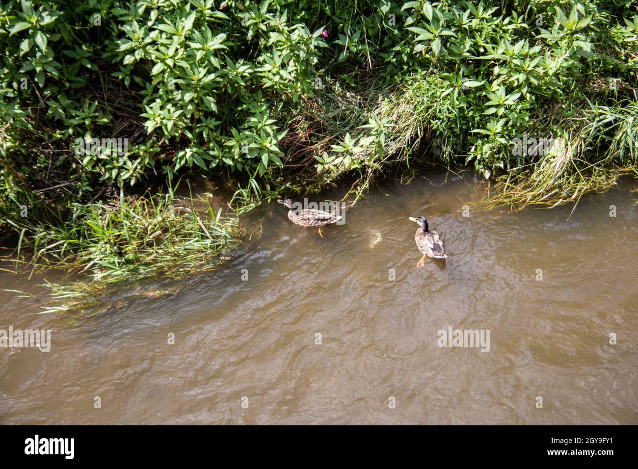 own ducks in the River near the plant Stock Photo - Alamy