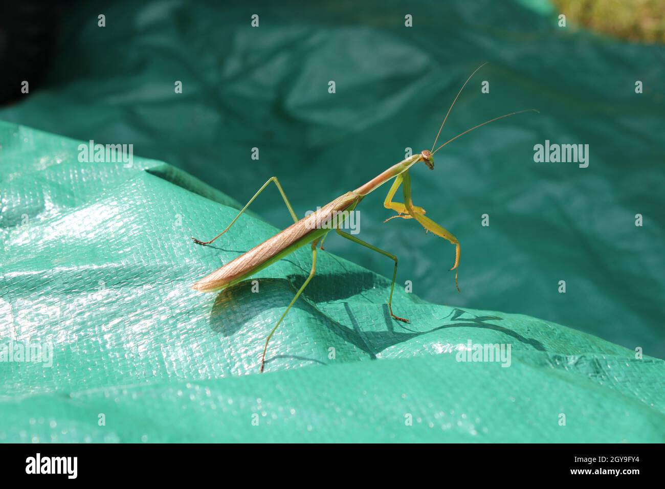 A Brown and Green Chinese Praying Mantis Stock Photo - Alamy