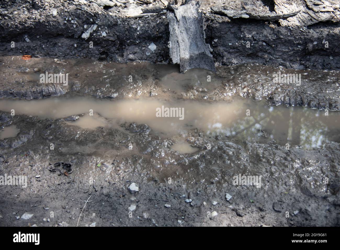 Puddle on forest path after rain Stock Photo - Alamy