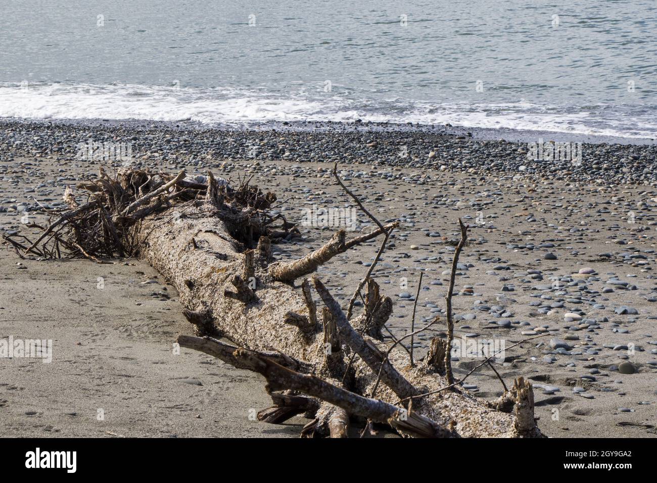 Big dry tree on the beach Stock Photo - Alamy