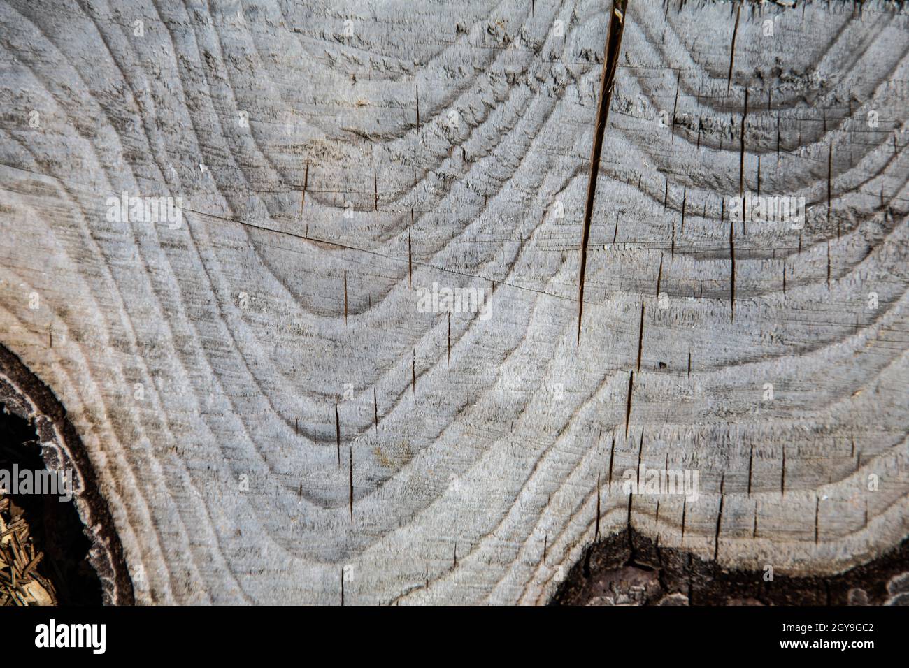 wooden tree slice with annual rings Stock Photo - Alamy