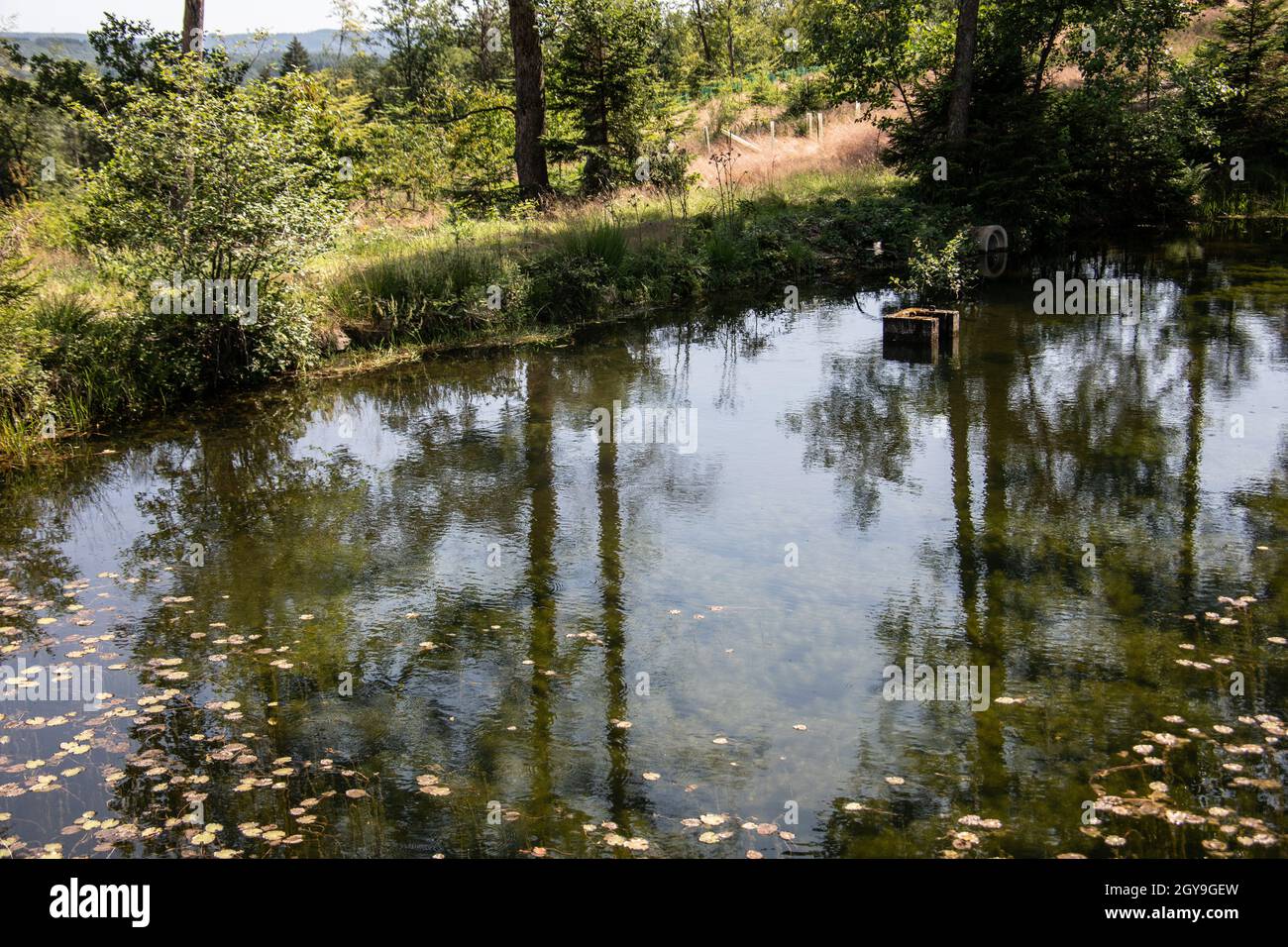 shiny pool between green trees in the forest Stock Photo - Alamy