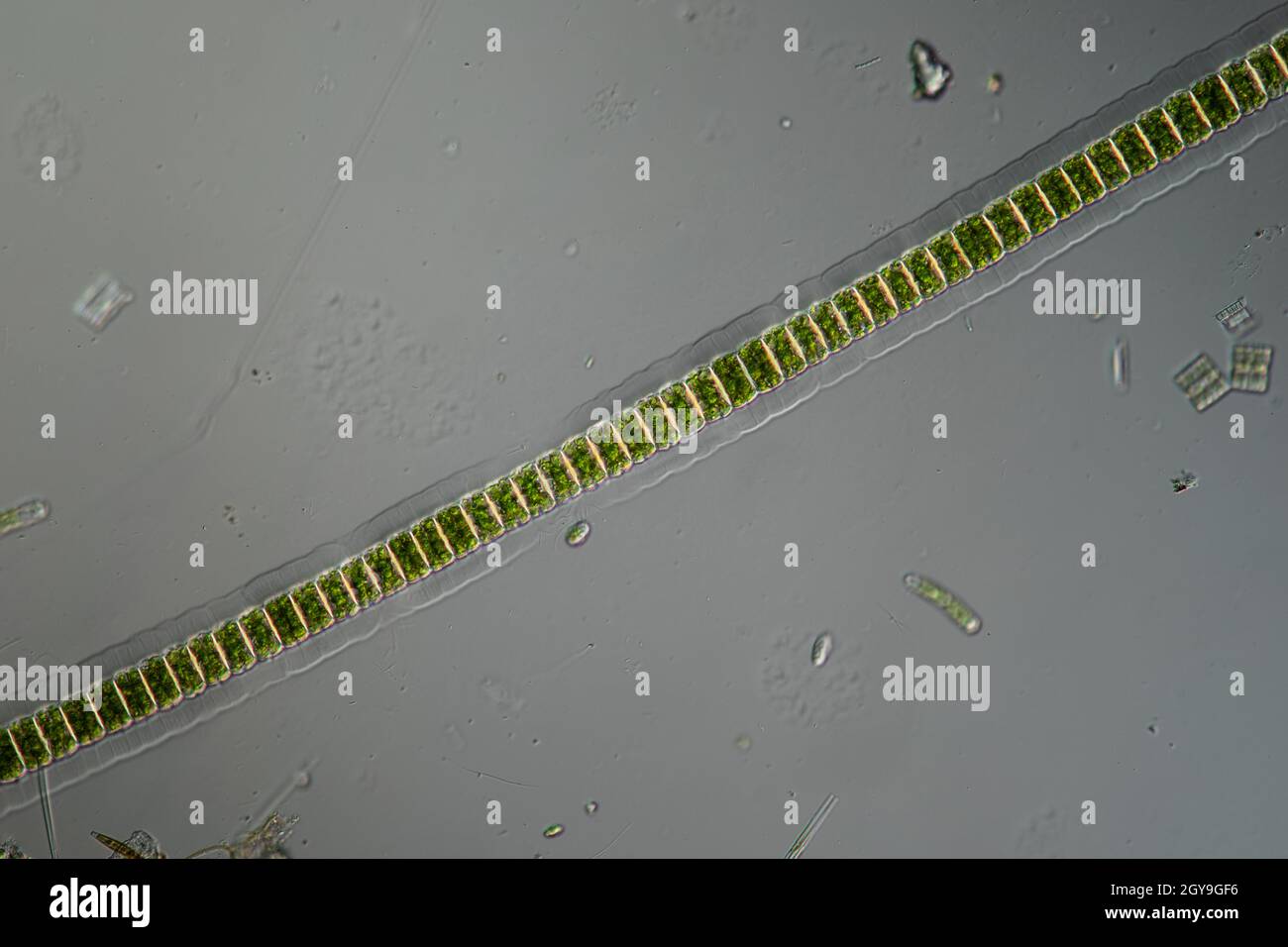 Green Algae Microscope