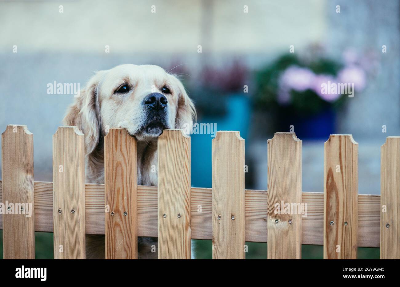 Close up of a curious dog, looking over a fence Stock Photo - Alamy