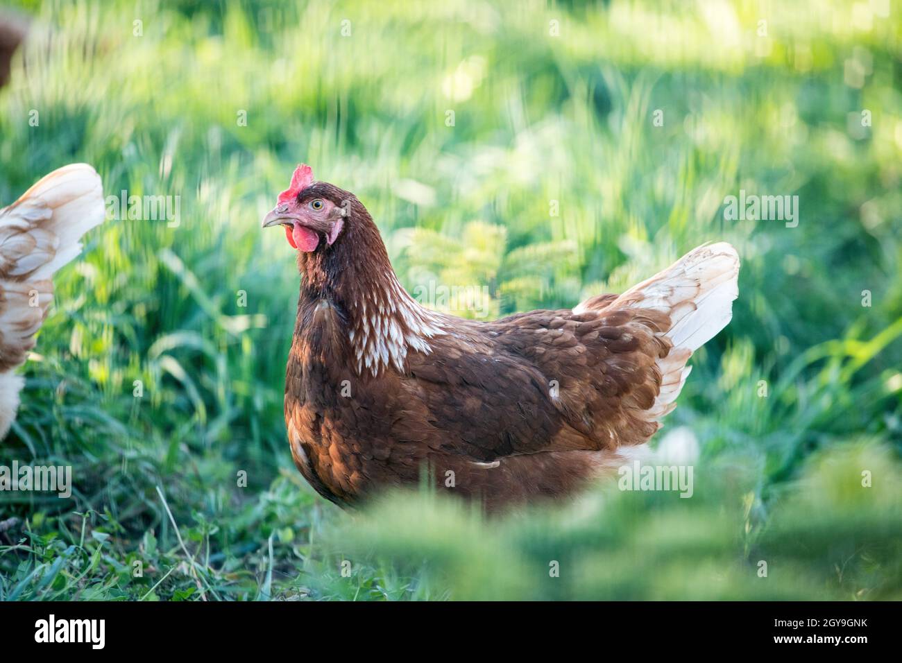 Happy chickens hi-res stock photography and images - Alamy