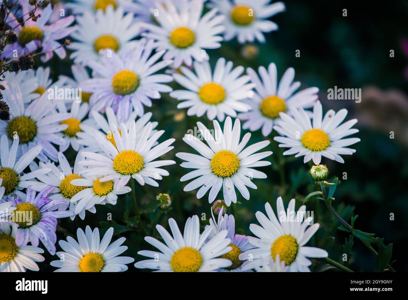 White daisy flowers in spring time, close up picture Stock Photo - Alamy