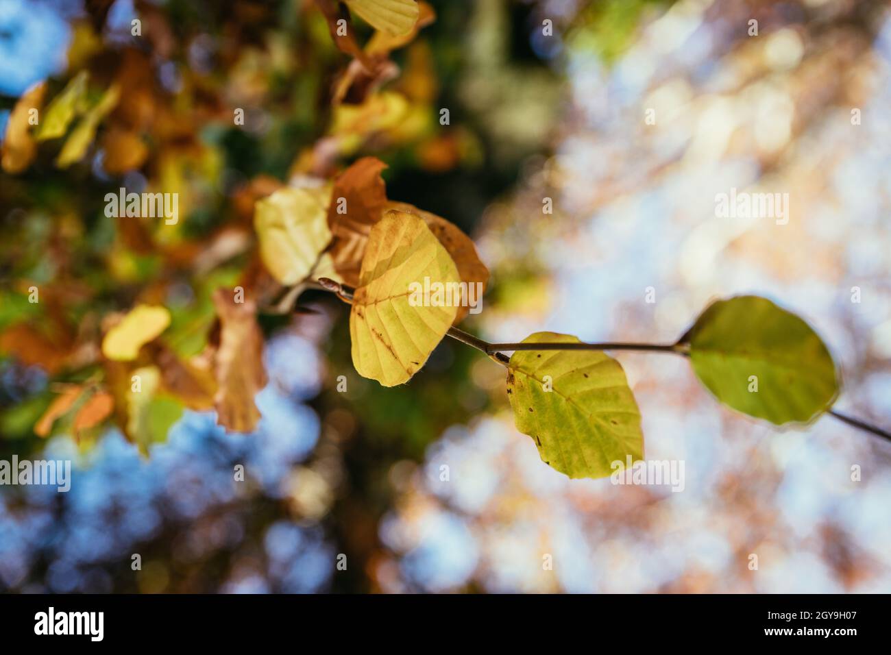 Colorful leaves on a tree in autumn, park flair and blurry background ...