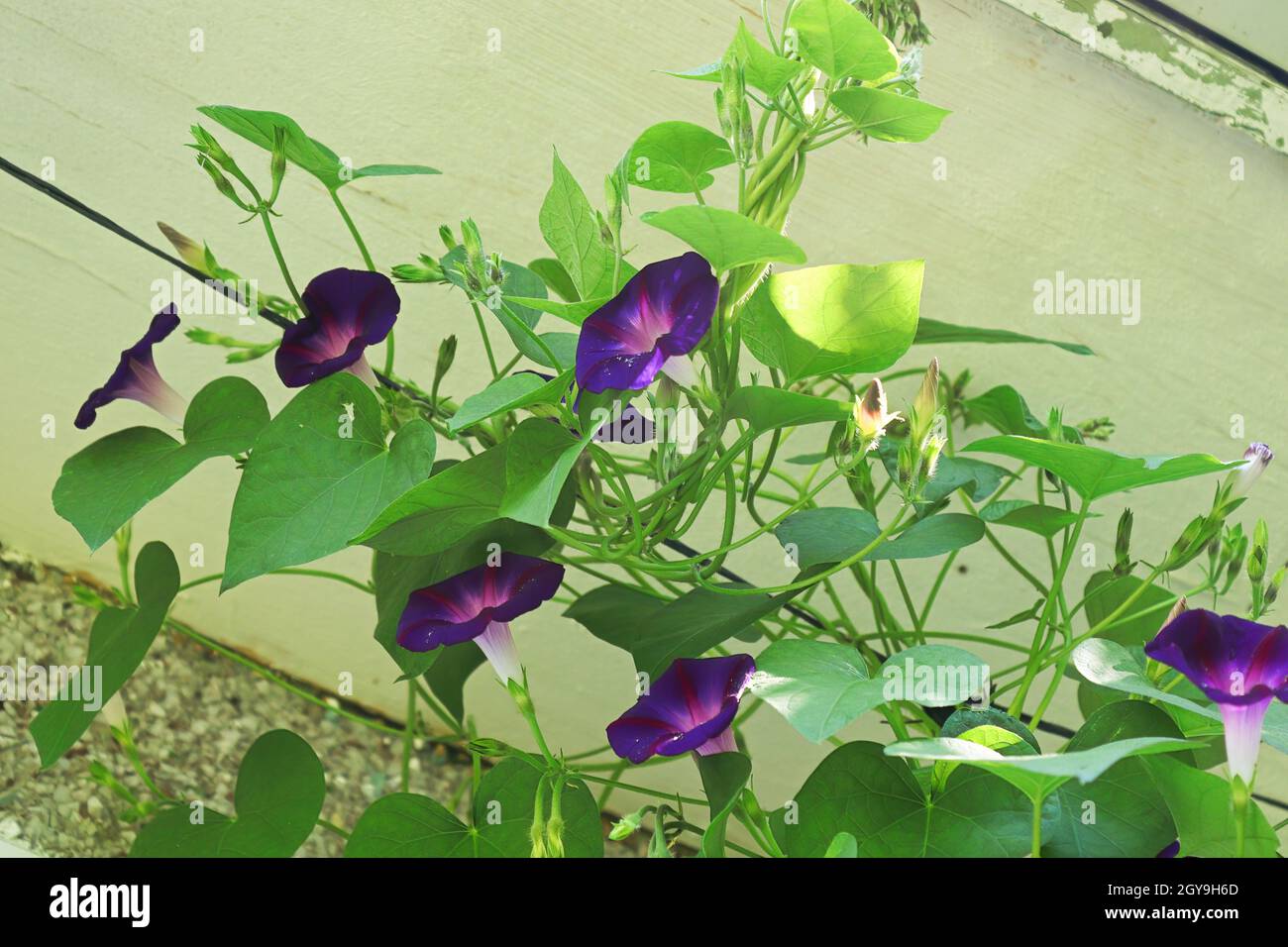 Black climbing vines hi-res stock photography and images - Alamy