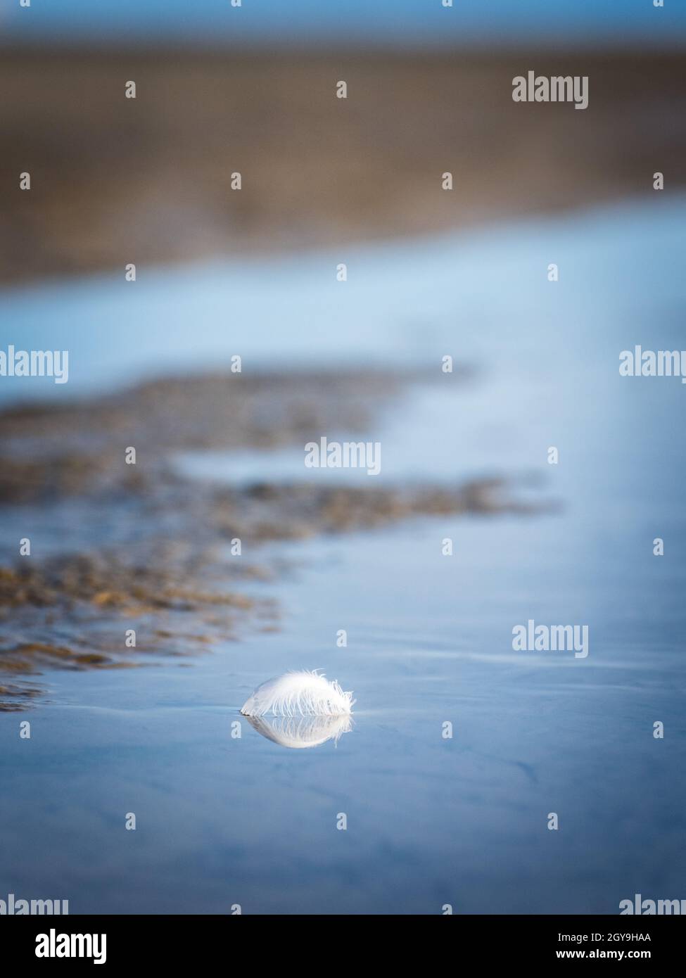 feather on the beach Stock Photo - Alamy