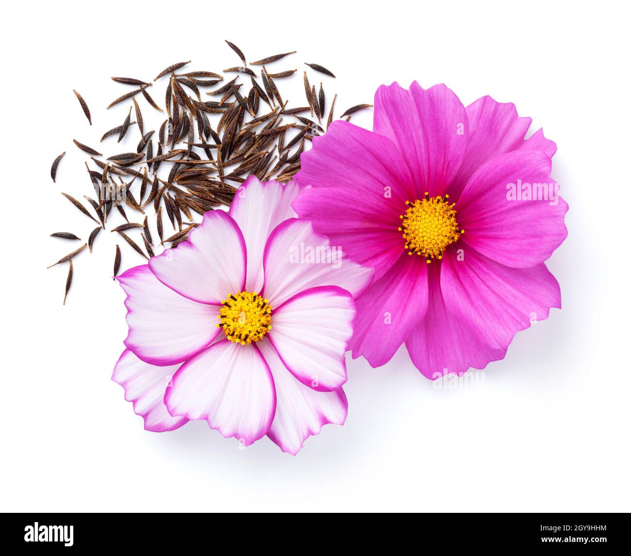 Cosmos flowers with seeds isolated on white background. Cosmos ...