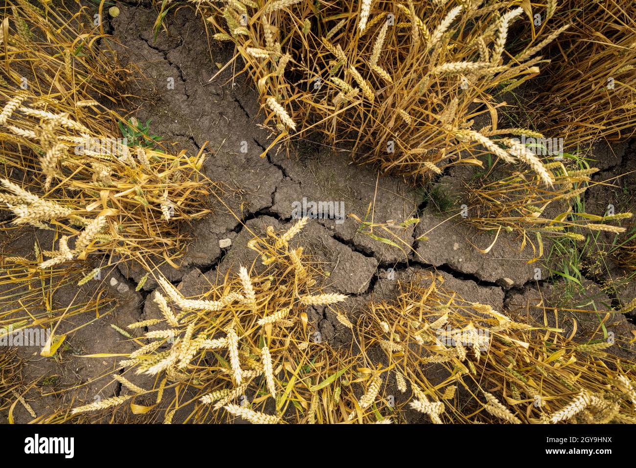 Drought crops failure hi-res stock photography and images - Alamy