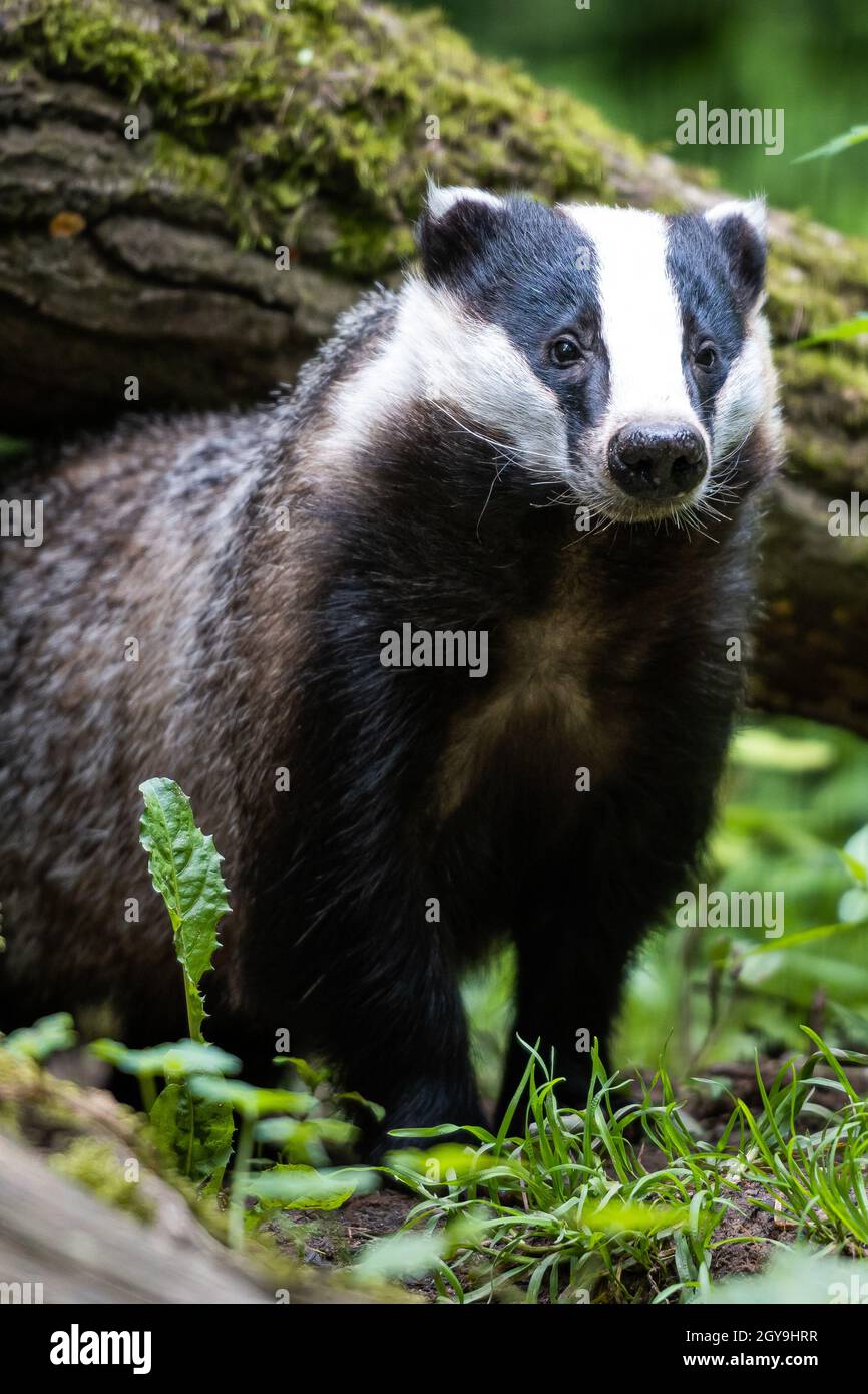 Cute Badger looking up Stock Photo - Alamy