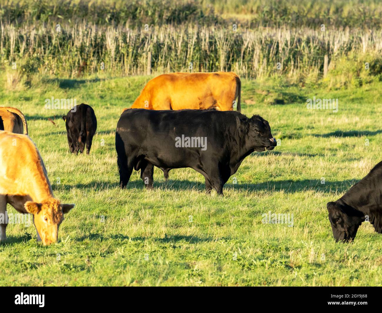 A black bull and cows in a field at Cley next the Sea, Norfolk, UK ...
