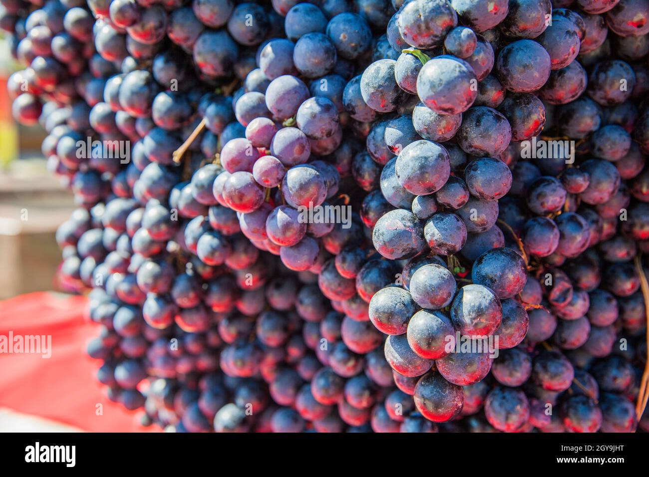 Bunch of black grapes , closeup view, natural daylight Stock Photo - Alamy