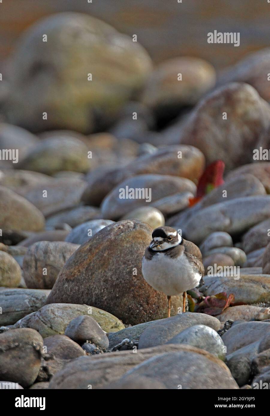 Long-billed Plover (Charadrius placidus) adult on stony island ...