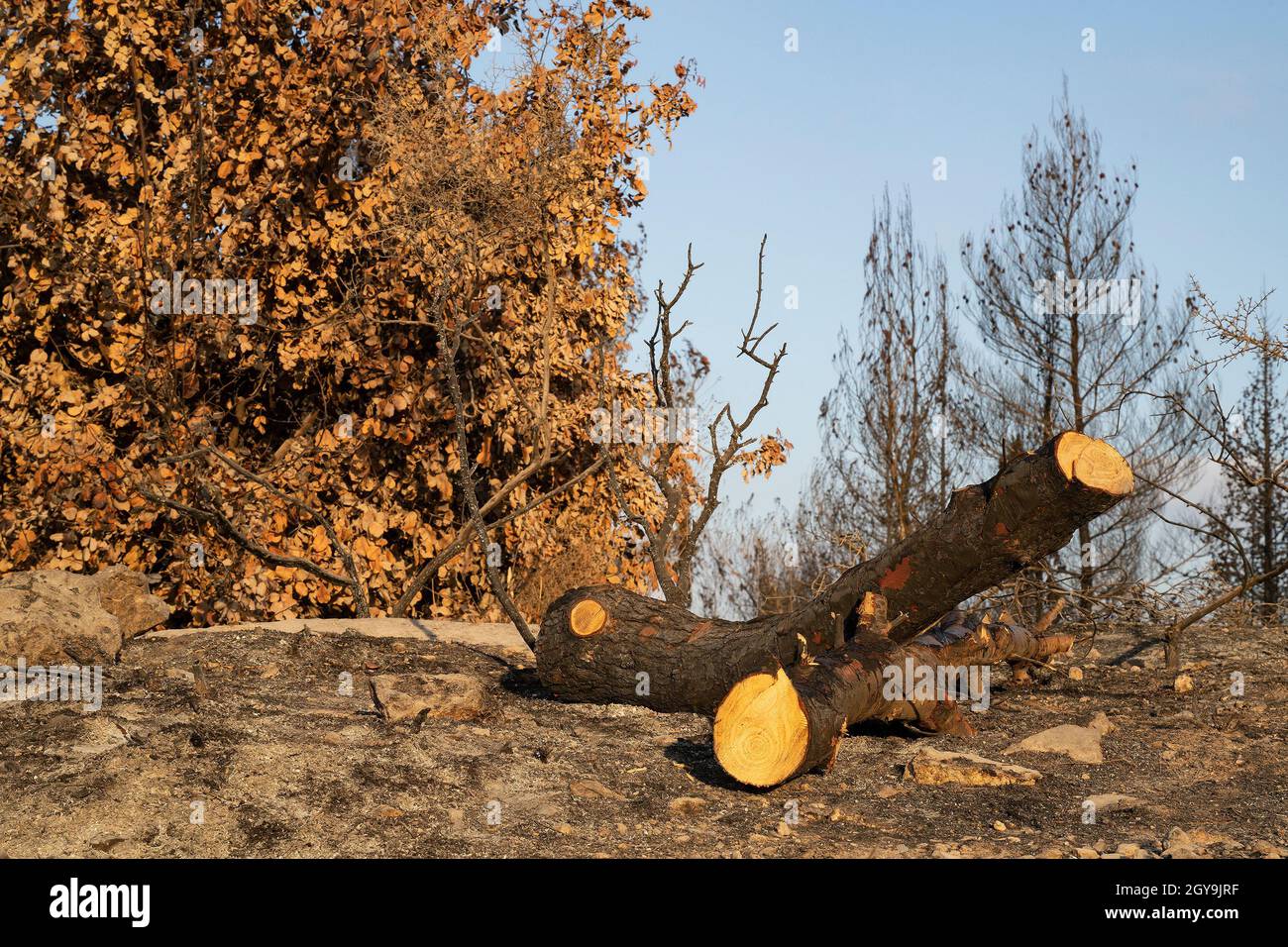 Cut off burnt pine trees after a wildfire in a forest in the Judea ...