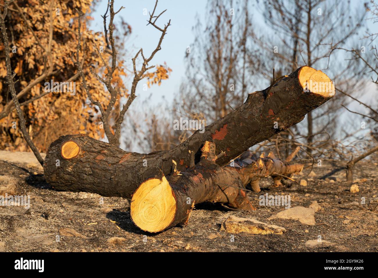 Cut off burnt pine trees after a wildfire in a forest in the Judea ...