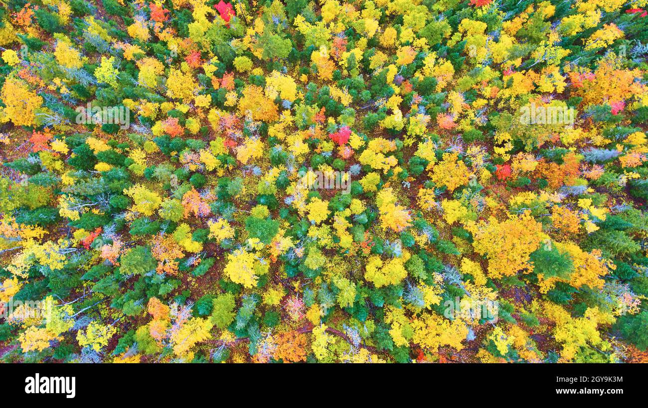 Fall forest with red, yellow, green and orange trees Stock Photo - Alamy