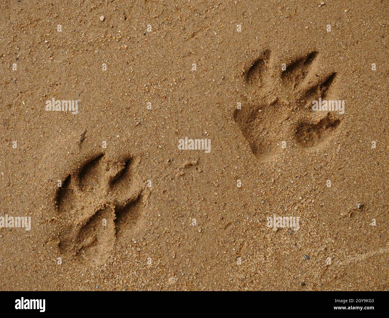 Big dog footprint hi-res stock photography and images - Alamy