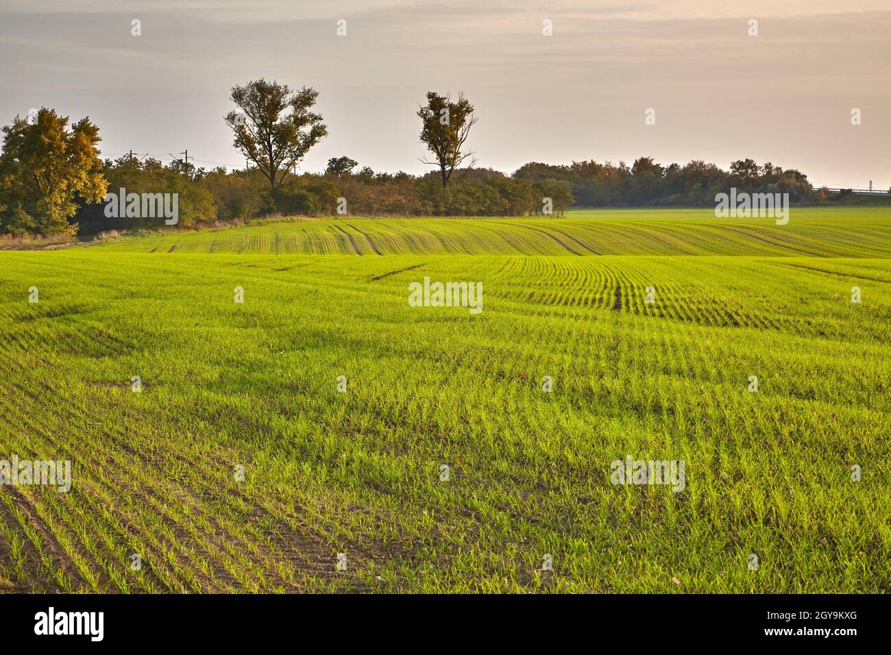Countryside fields small green plants growing and trees Stock Photo - Alamy