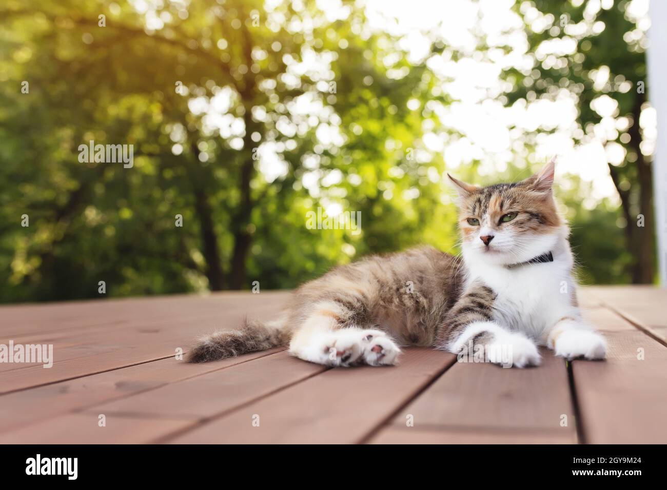 Beautiful tricolor cat lies on a brown wooden terrace with blurred ...