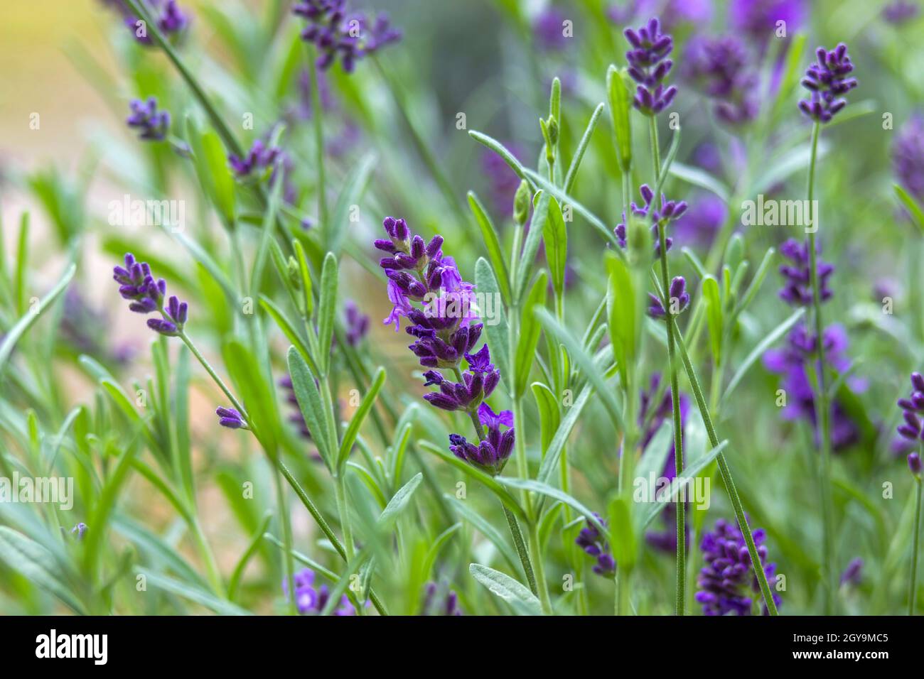 lavender flowers in the garden Stock Photo - Alamy