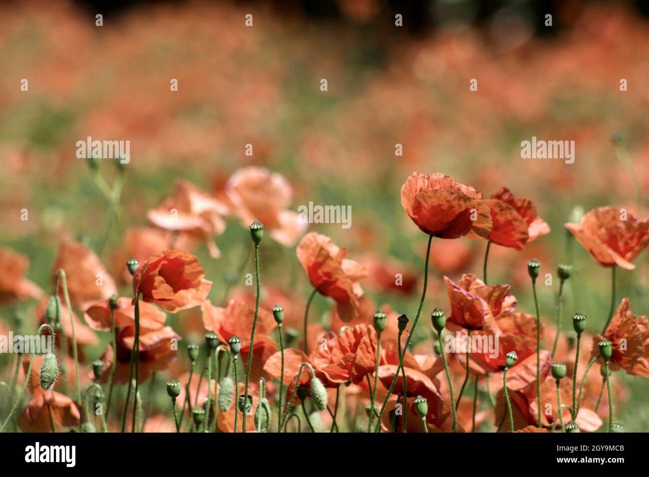 in the meadow - wild poppy flowers - soft focus Stock Photo - Alamy