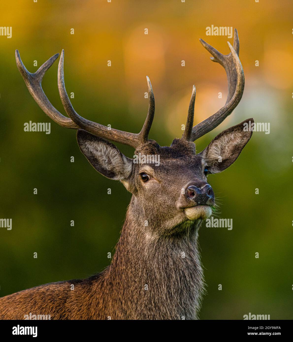 Wild red deer in Western Norway Stock Photo - Alamy