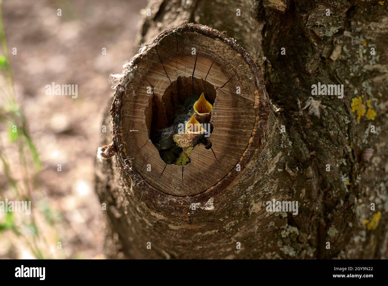 Two small birds in a nest inside a tree. Wood, close-up, detail and ...