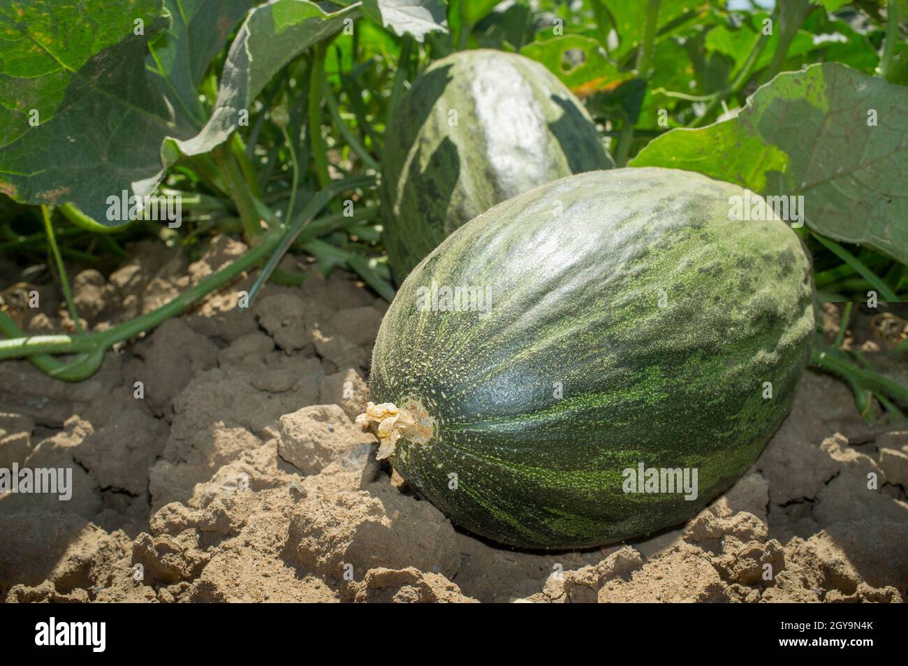 Melon toad skin hi-res stock photography and images - Alamy