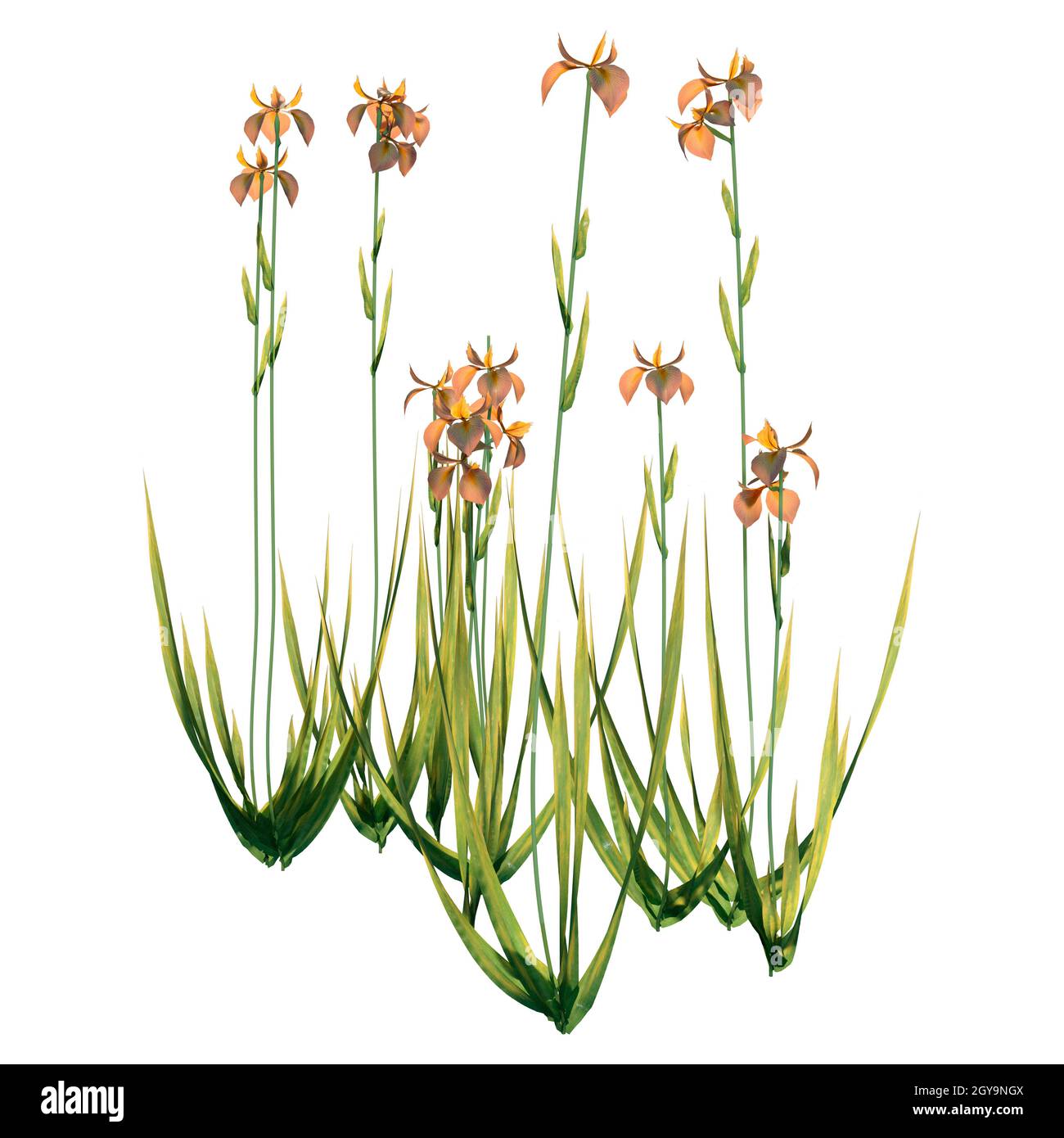 3D rendering of water iris flowers isolated on white background Stock ...