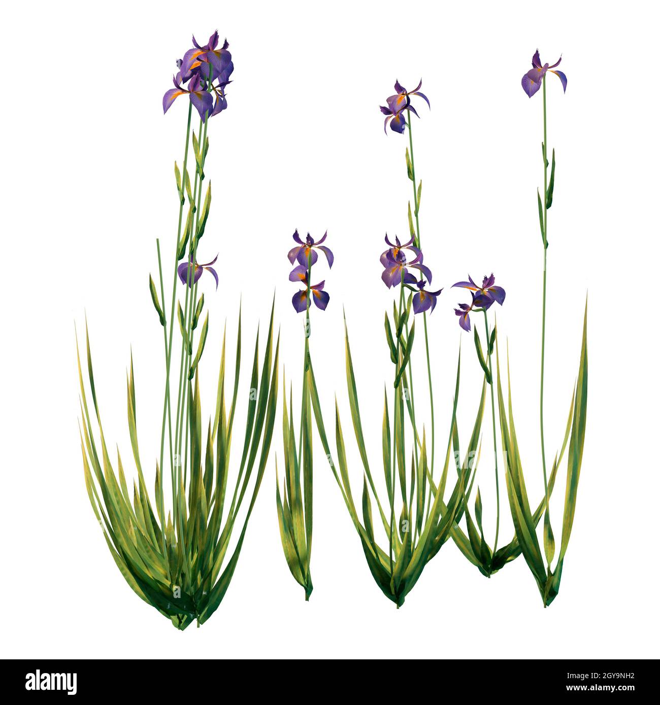 3D rendering of water iris flowers isolated on white background Stock ...