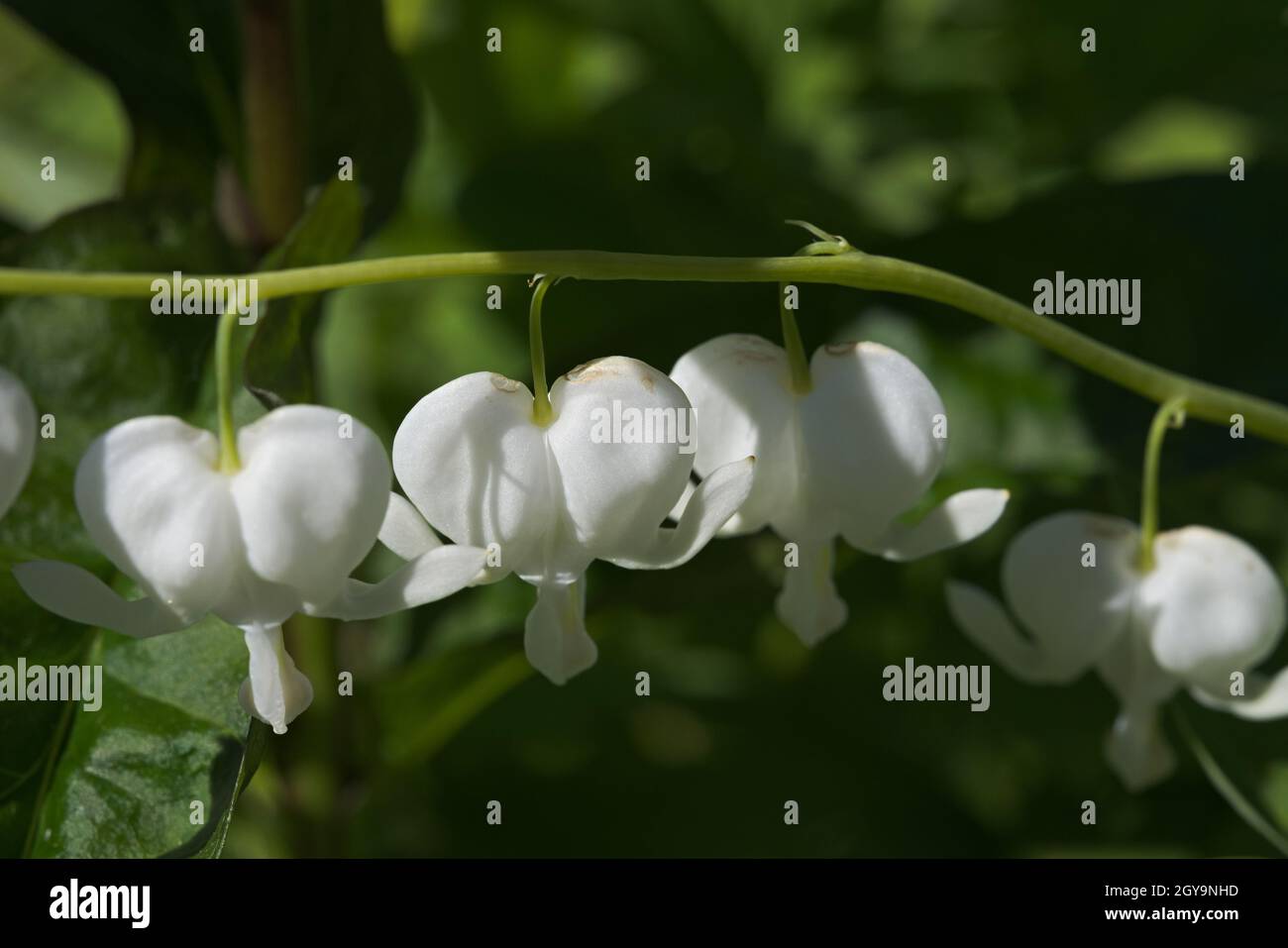 Horizontal line of white heart shaped flowers. Hanging from plant stem ...