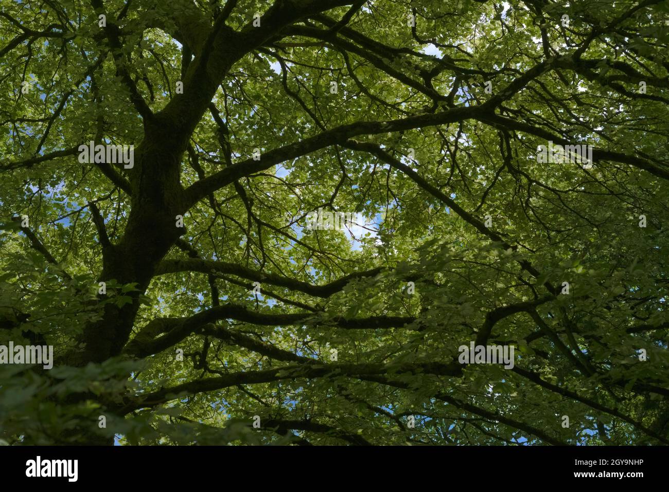 Full frame abstract tree background. Dark trunk and branches combined ...