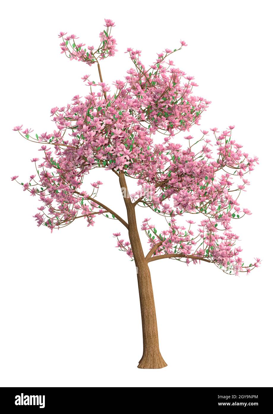 3D rendering of a blooming magnolia tree isolated on white background ...