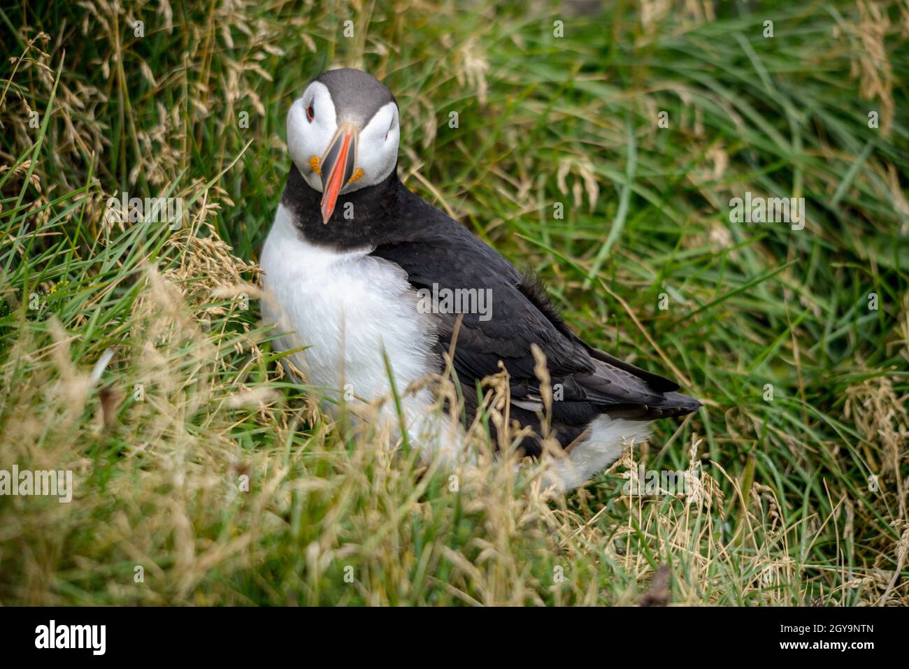 The Atlantic puffin, also known as the common puffin Stock Photo - Alamy
