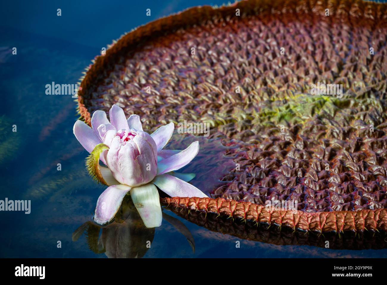 Victoria Amazonica, Giant water lily with white flower floating in pond ...