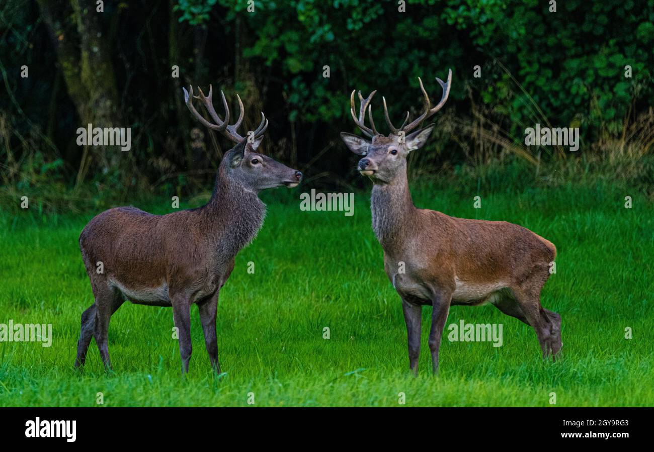 Wild red deer in Western Norway Stock Photo - Alamy